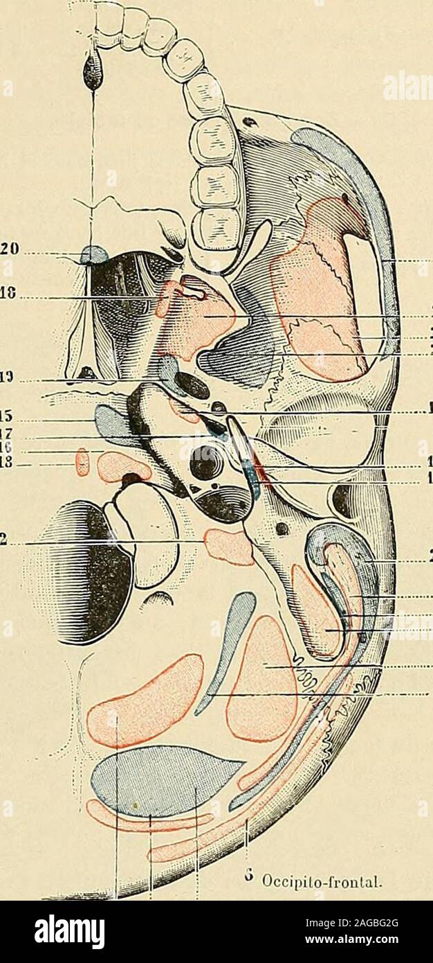 Anatomie humaine crane hi-res stock photography and images - Alamy