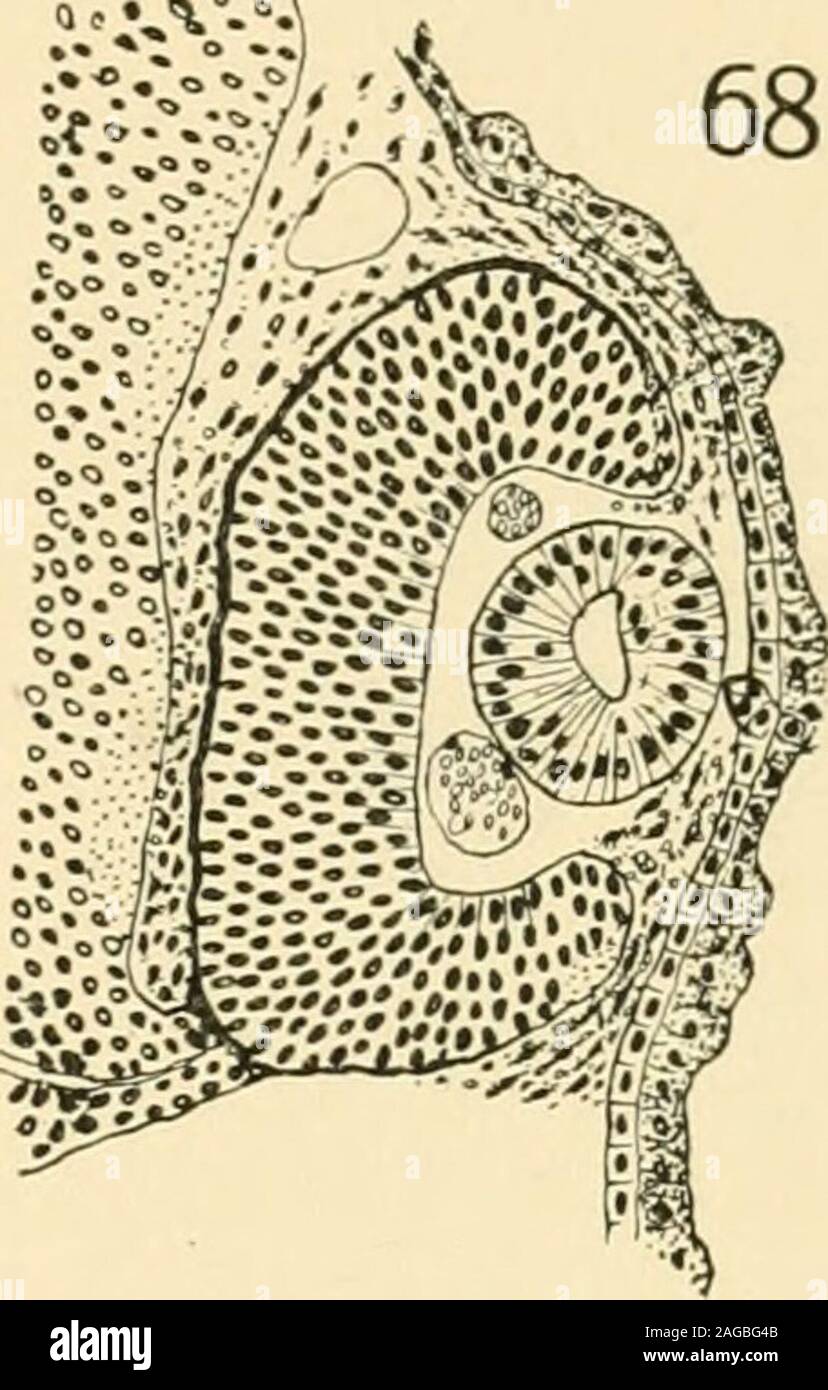 American journal of anatomy hi-res stock photography and images - Alamy