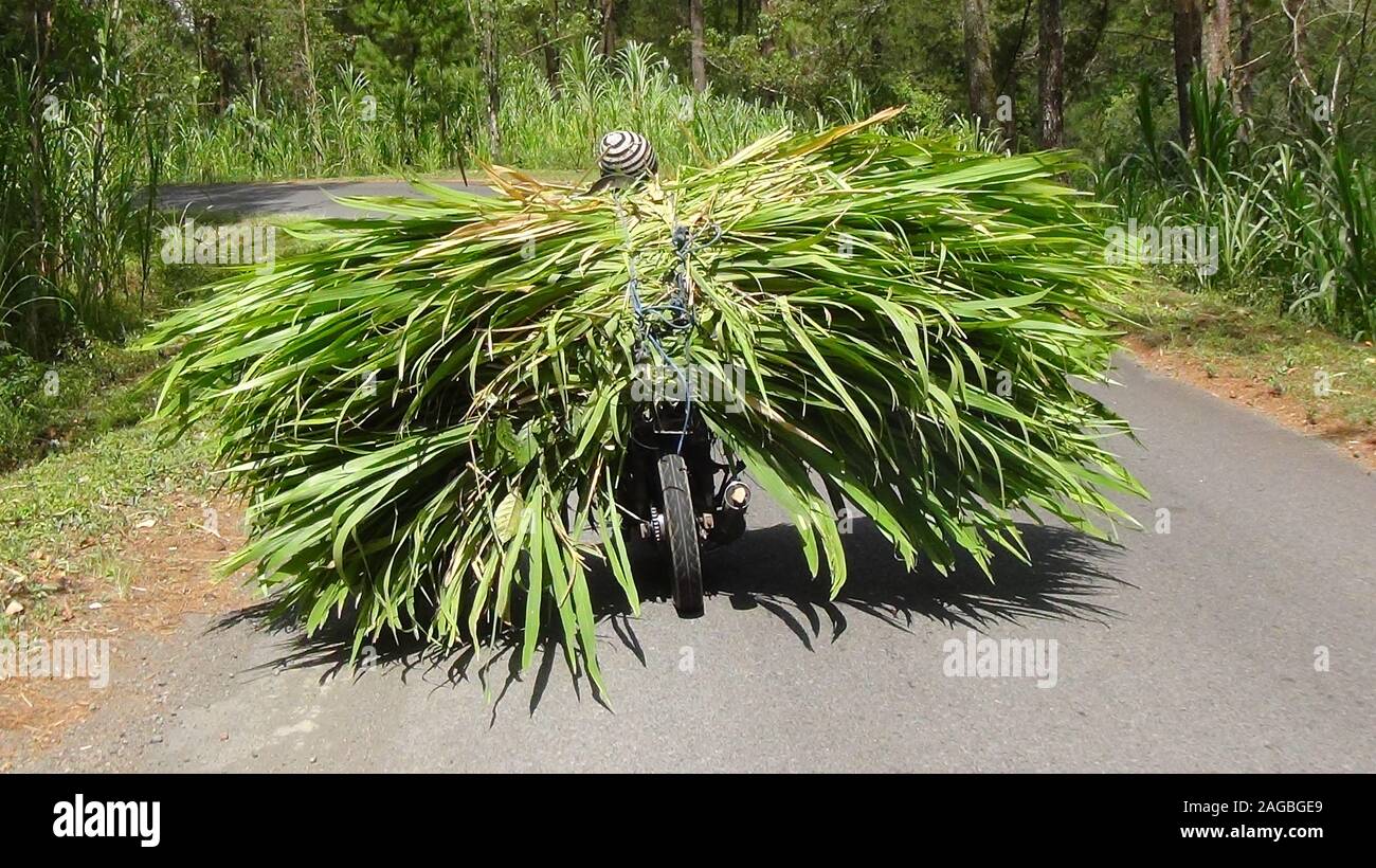 Fully loaded moped in bali indonesia hi-res stock photography and ...