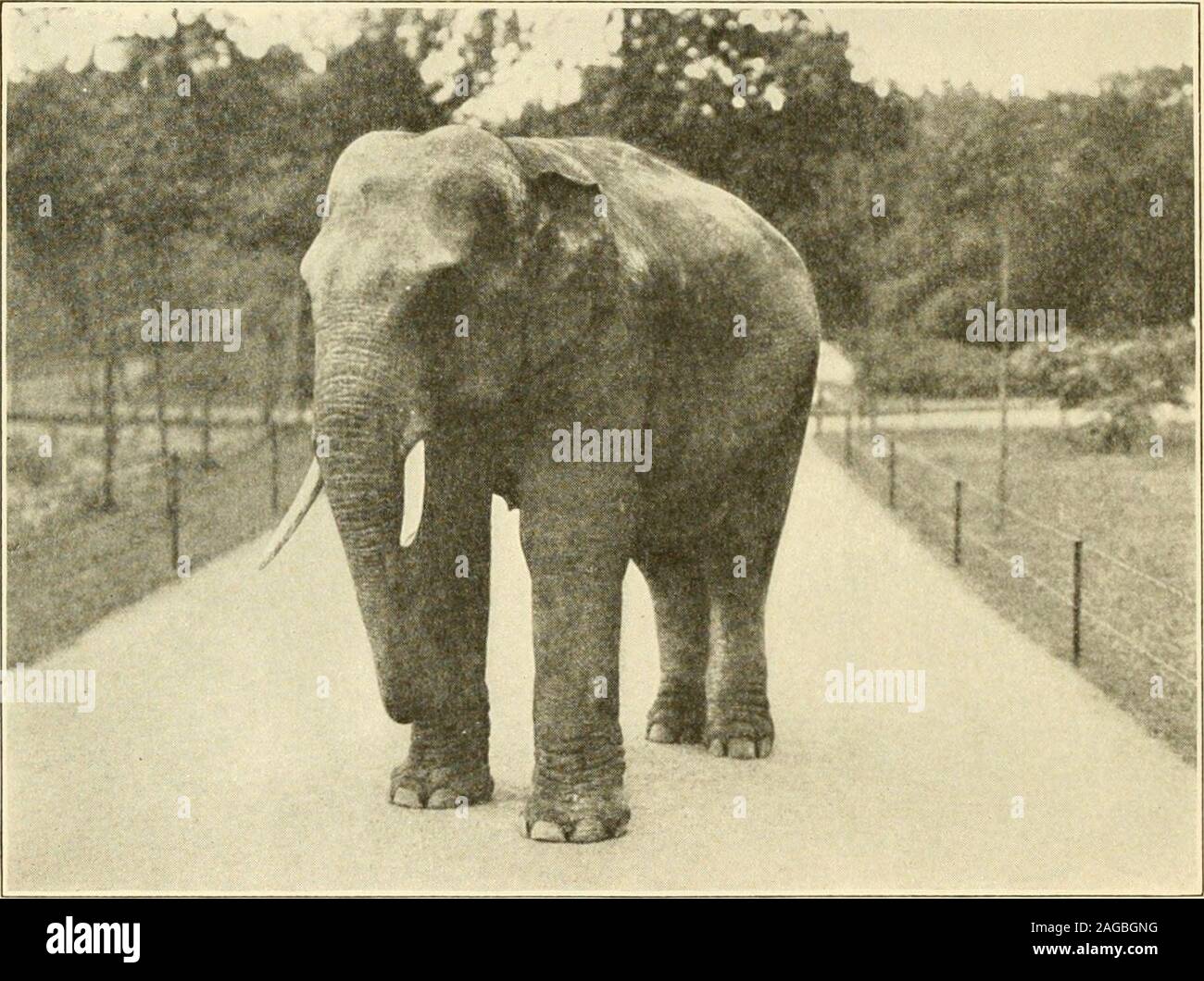 African Elephants Height