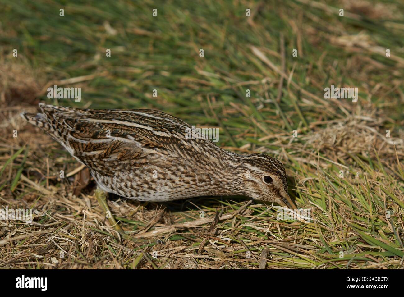 Magellanic Snipe (Gallinago paraguaiae magellanica) probing the ground ...