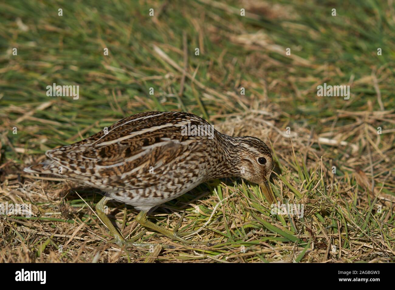 Magellanic Snipe (Gallinago paraguaiae magellanica) probing the ground ...