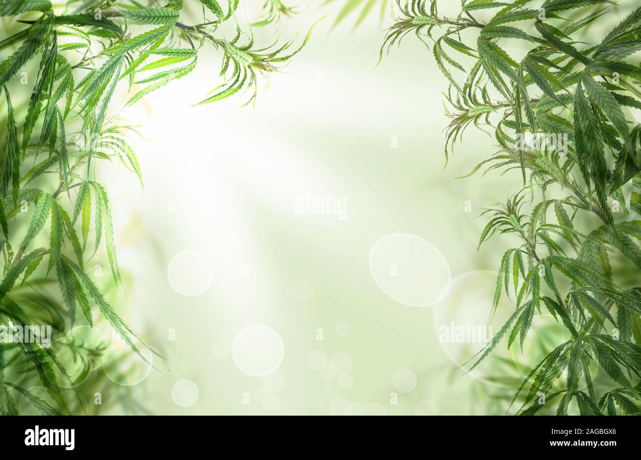 Green cannabis background, cultivation vegetation marijuana plants ...