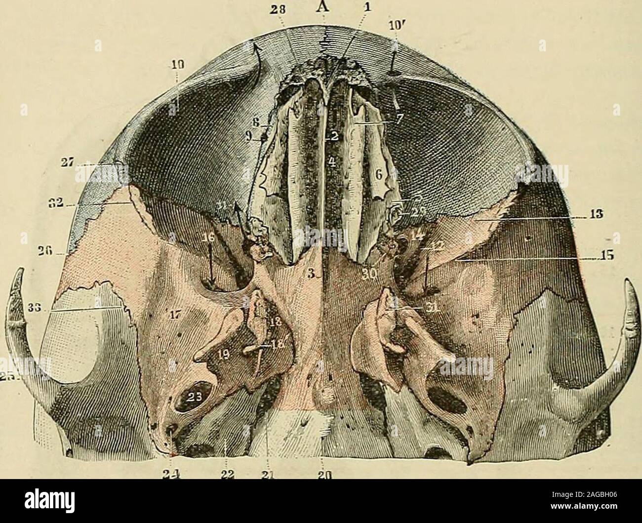 . Traité d'anatomie humaine : anatomie descriptive, histologie ...