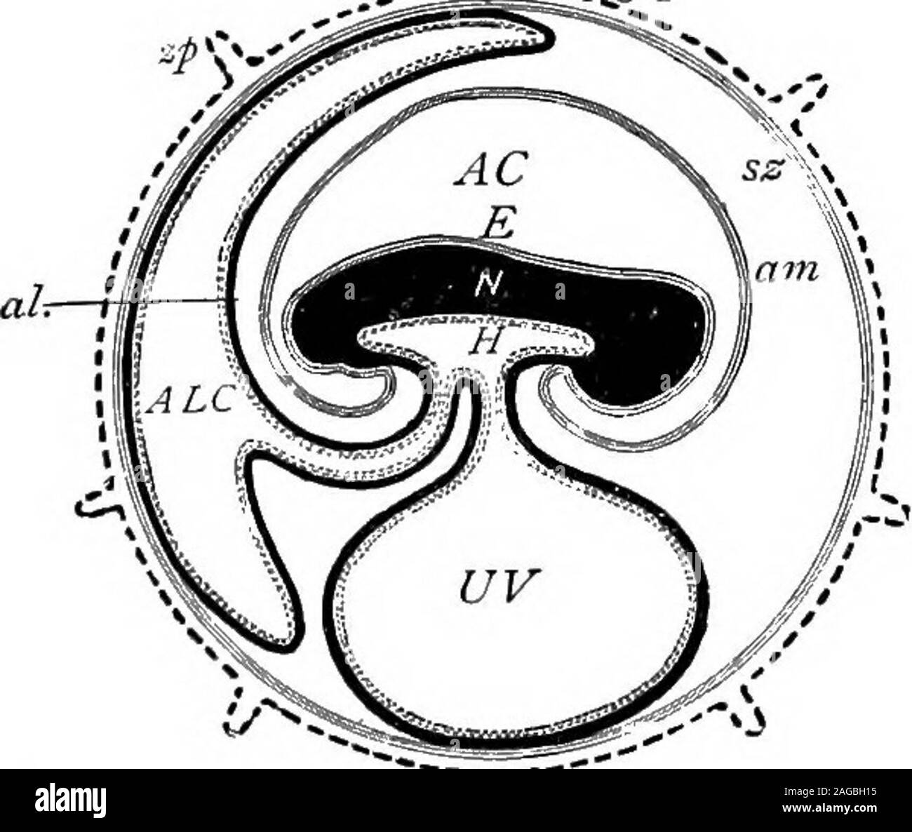 When Do Embryos Split