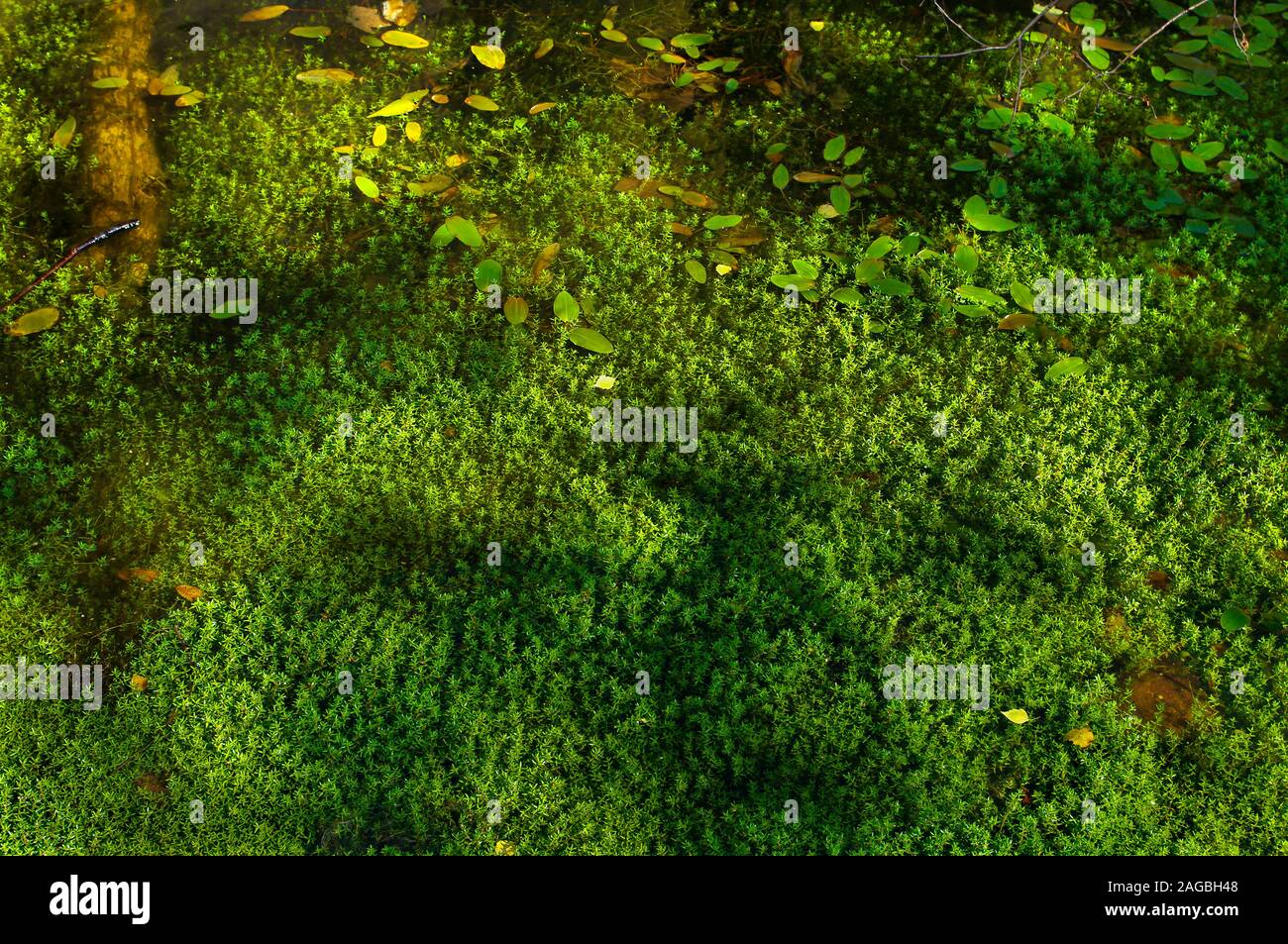 Water-weeds growing in the pool at the main face of Bole Hill Quarry ...