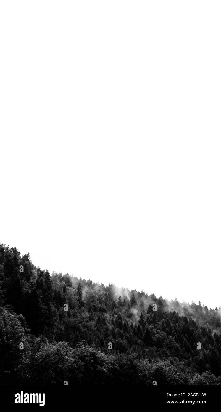 Vertical grey scale shot of the foggy forest full of pine trees Stock ...