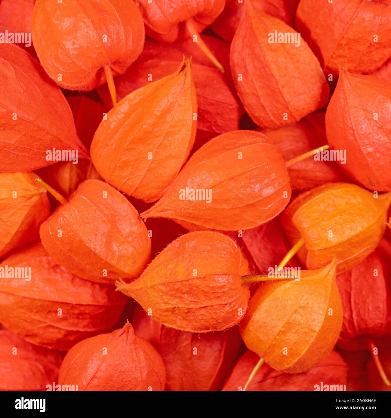 Fruits of lampion flower, Physalis alkekengi Stock Photo - Alamy