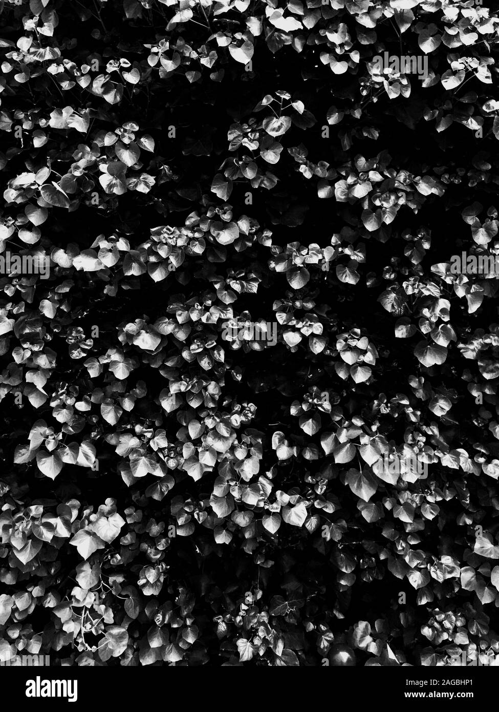 Vertical grey scale shot of a beautiful bush full of leaves Stock Photo ...