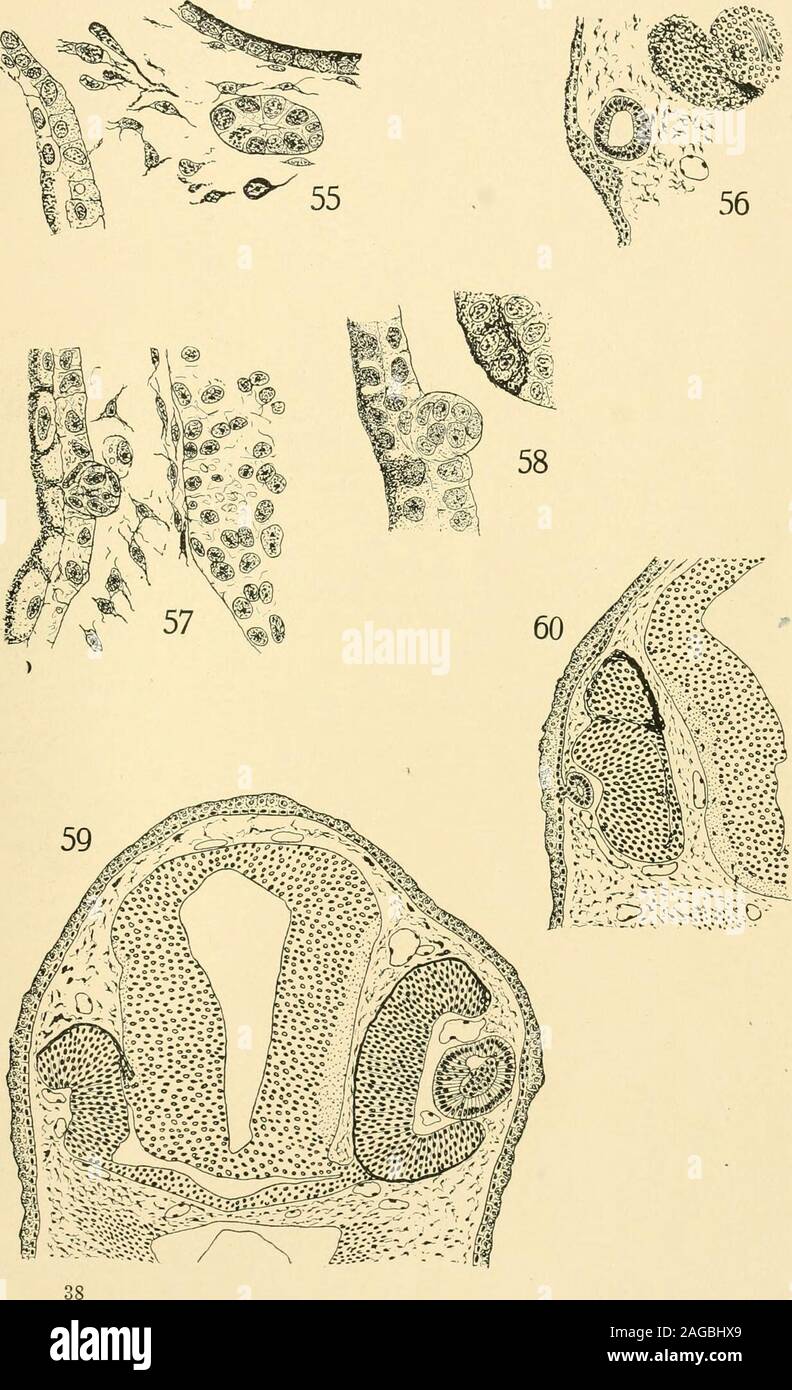 Rana sylvatica embryo hi-res stock photography and images - Alamy