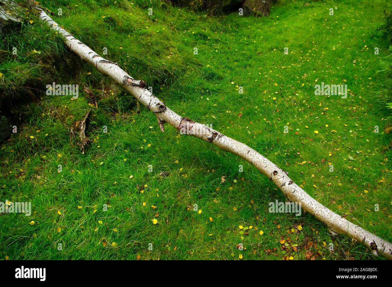 Fallen silver birch tree over an old tramway at Bole Hill Quarry near ...