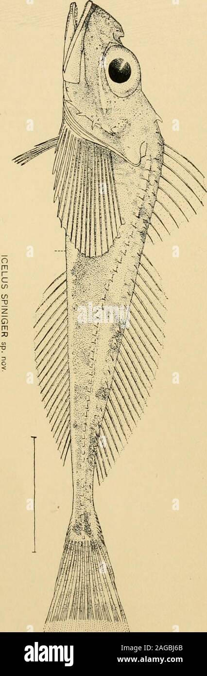 Caudal peduncle hi-res stock photography and images - Alamy
