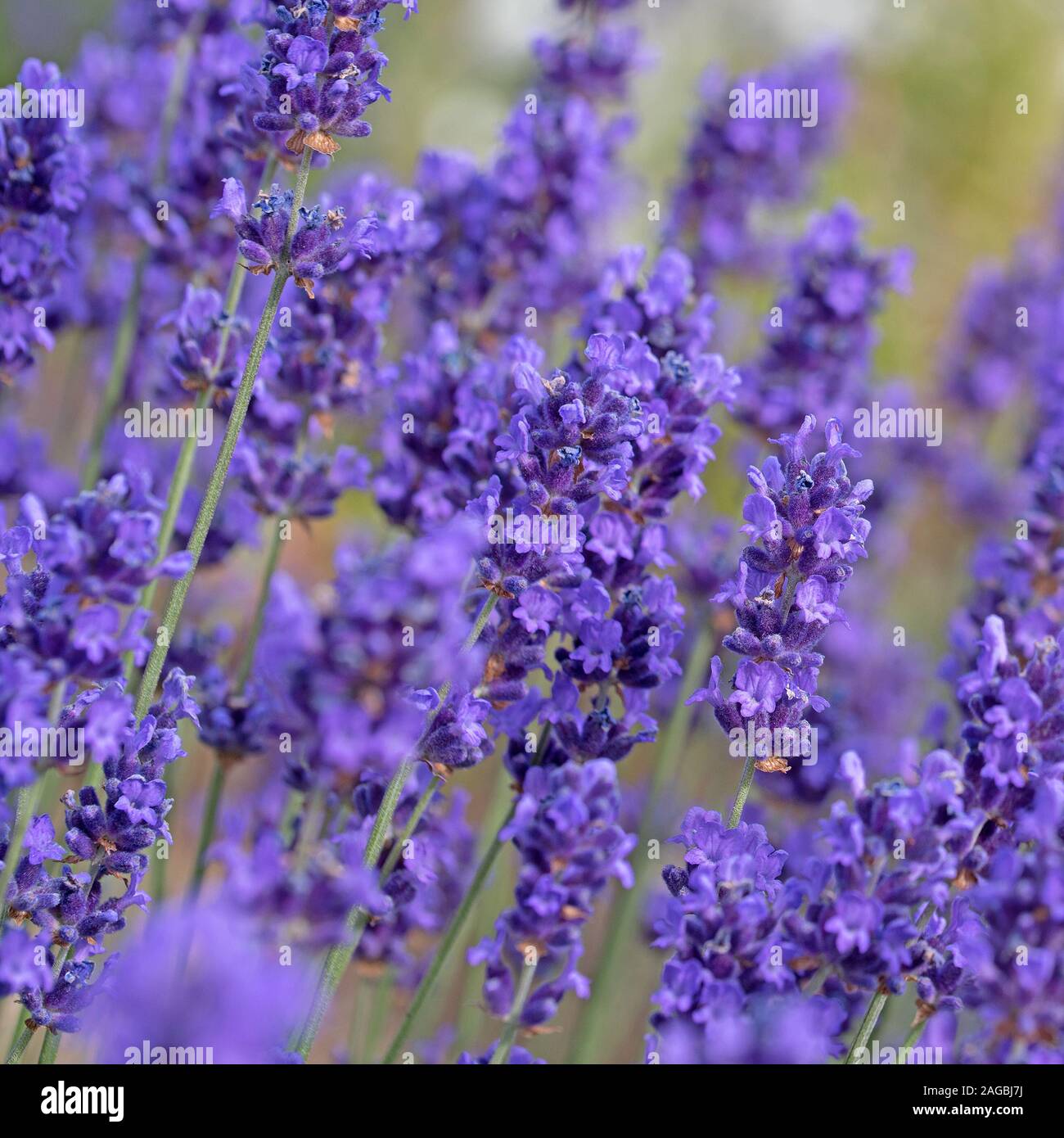 Real Lavender High Resolution Stock Photography and Images - Alamy