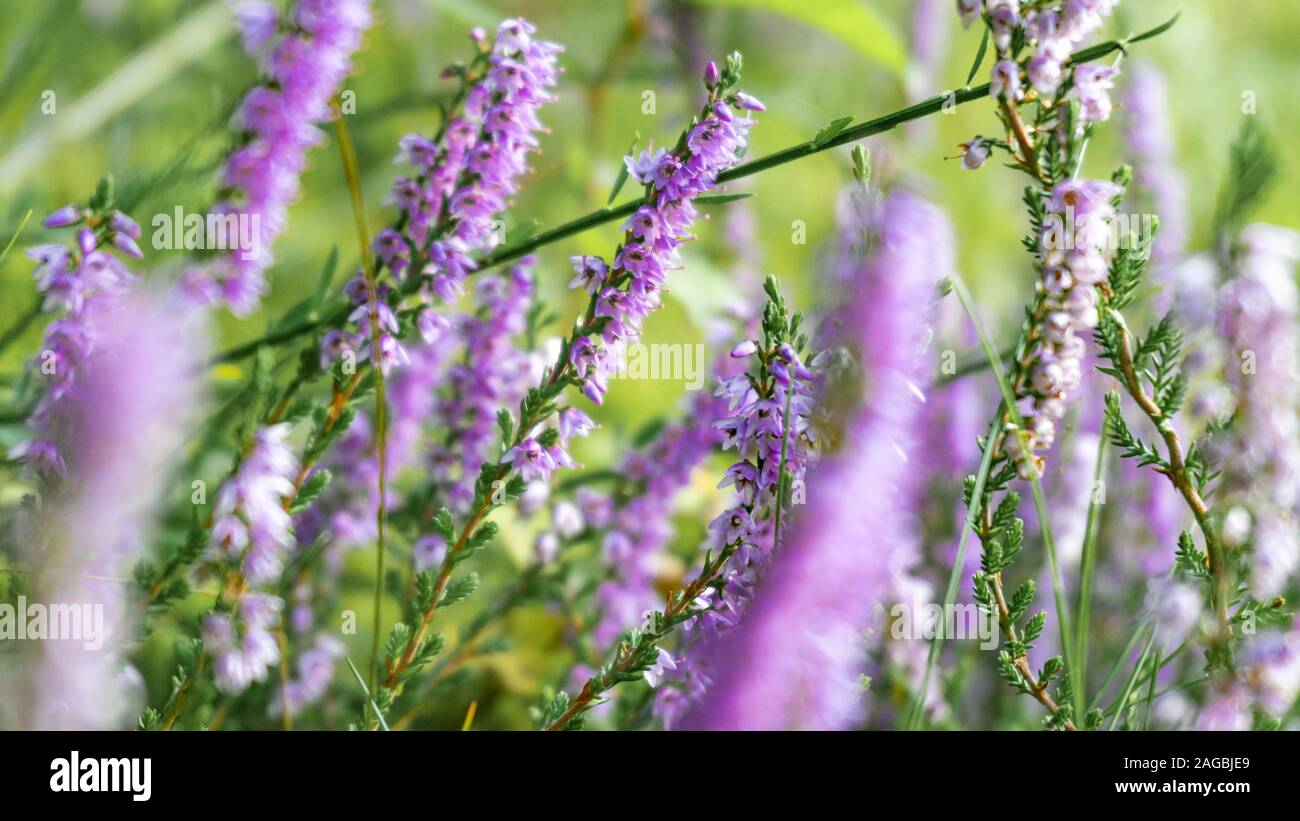 Wide shot lavender field flowers hi-res stock photography and images ...