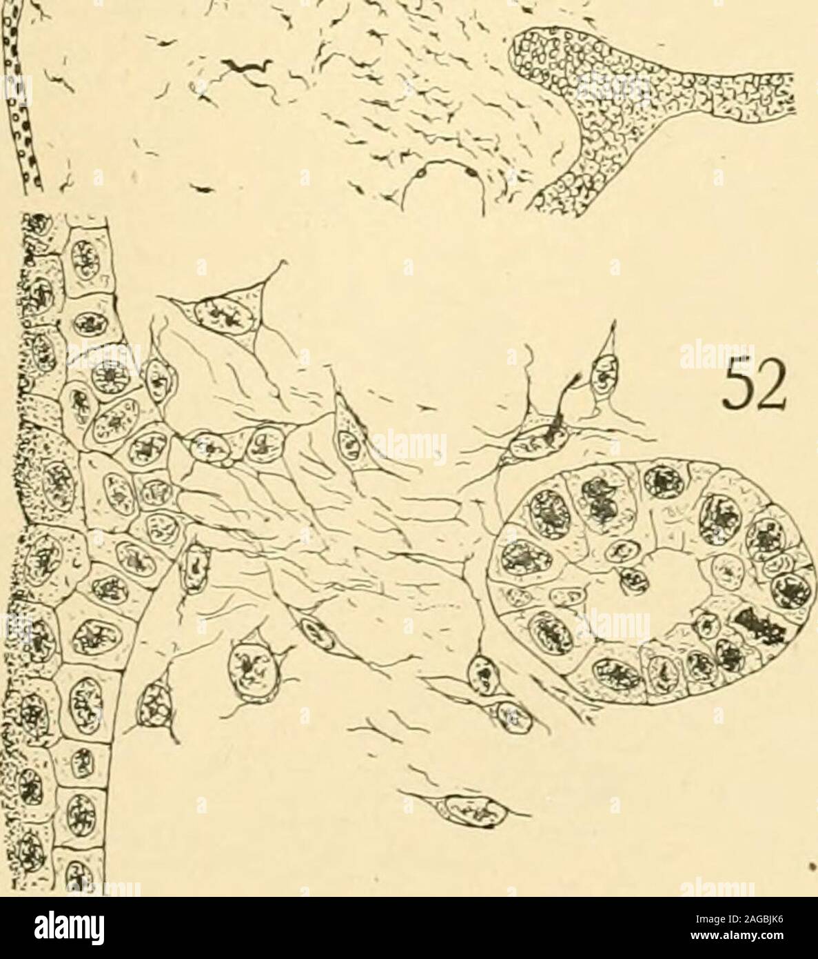 . The American journal of anatomy Stock Photo - Alamy