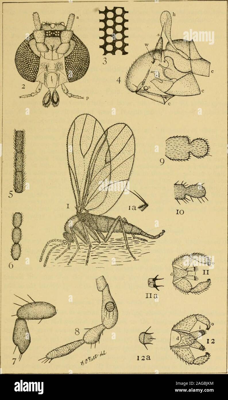 Halter Wing High Resolution Stock Photography and Images - Alamy