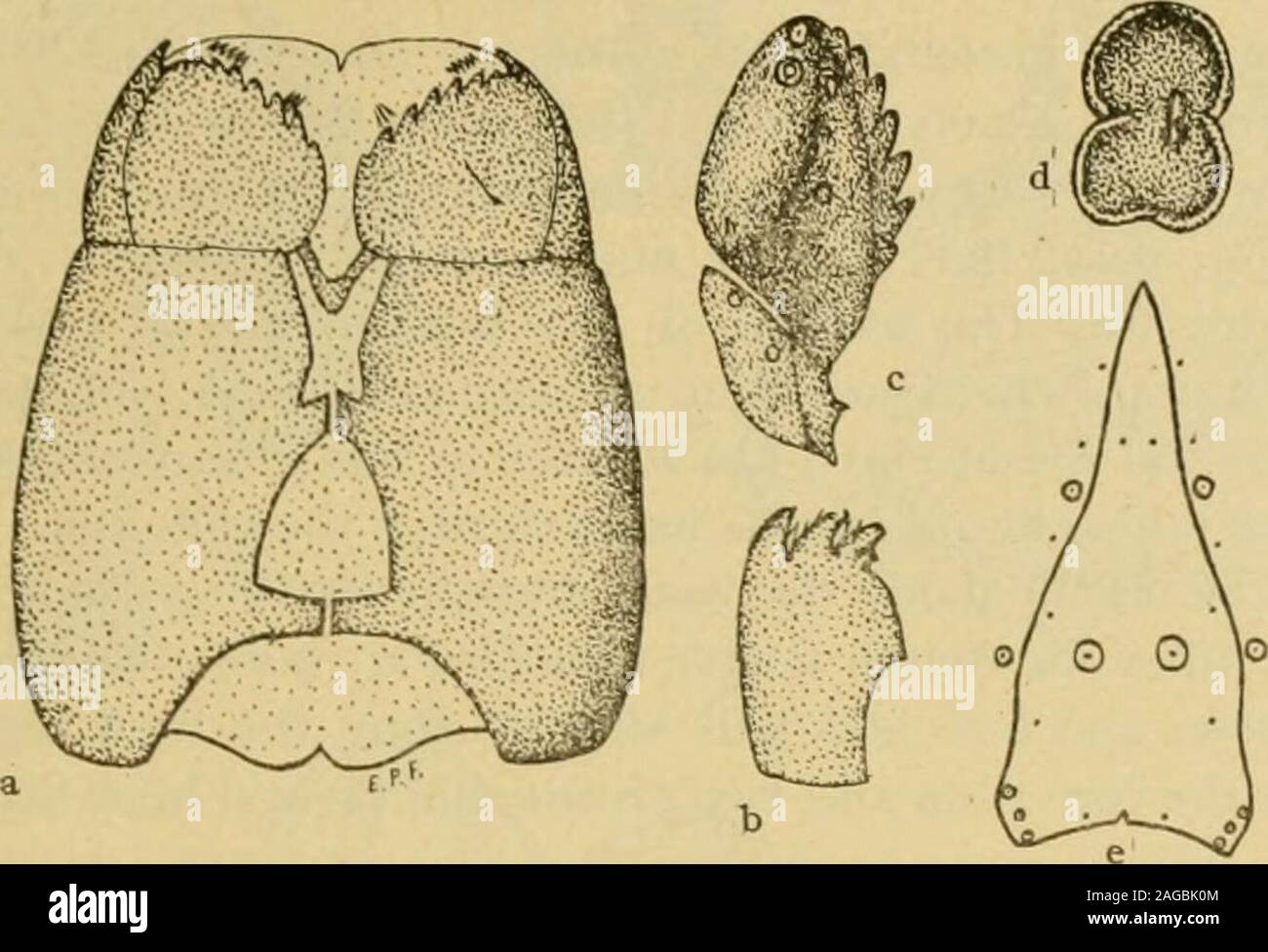 Prominent Mandibles High Resolution Stock Photography and Images - Alamy