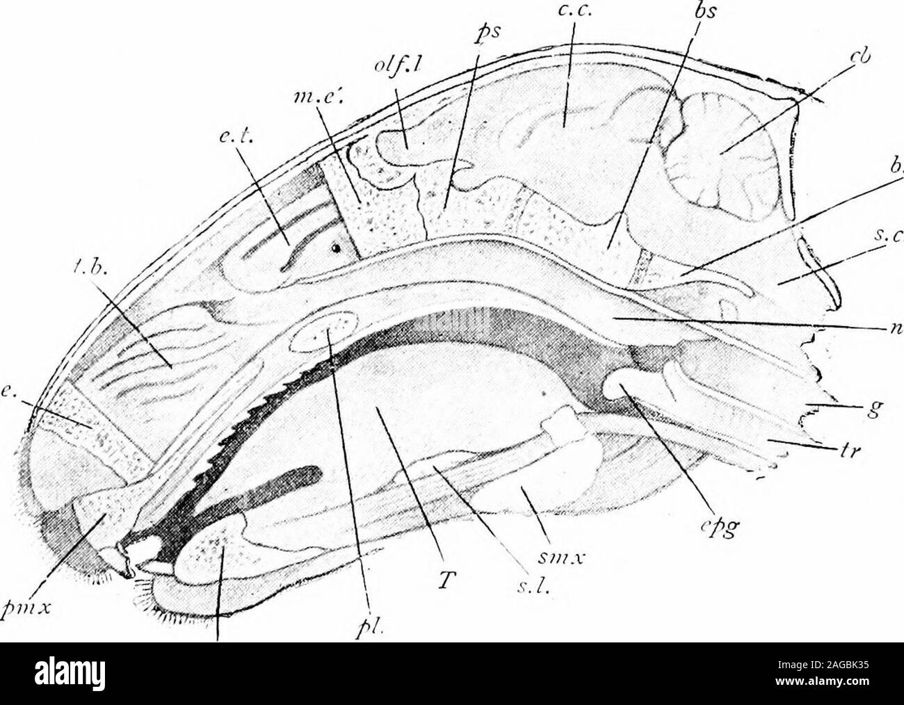 Fat veins Cut Out Stock Images & Pictures - Alamy
