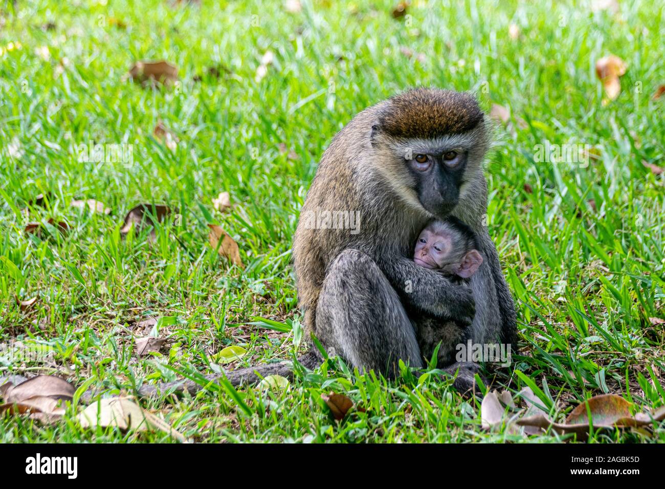 Vervet monkey (Chlorocebus pygerythrus) with newborn baby, Entebbe ...