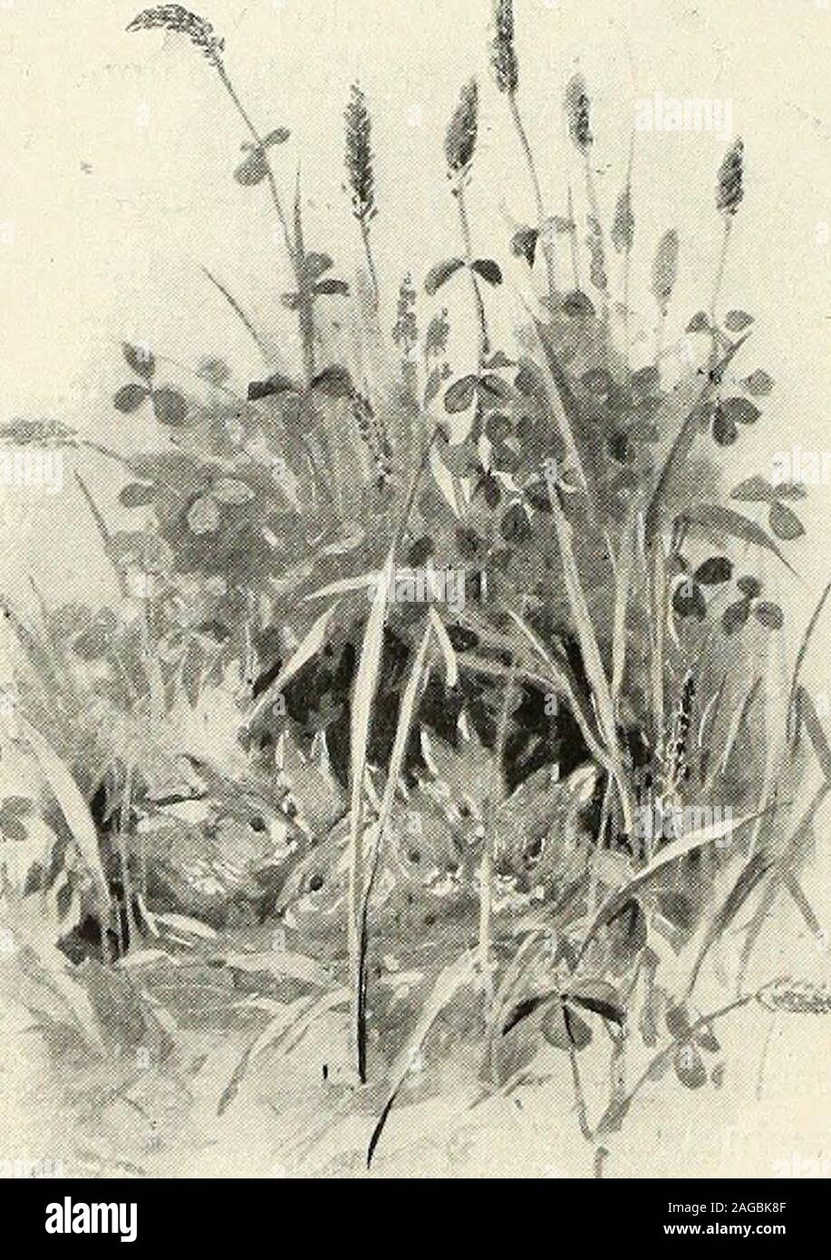 Run over rabbits hi-res stock photography and images - Alamy