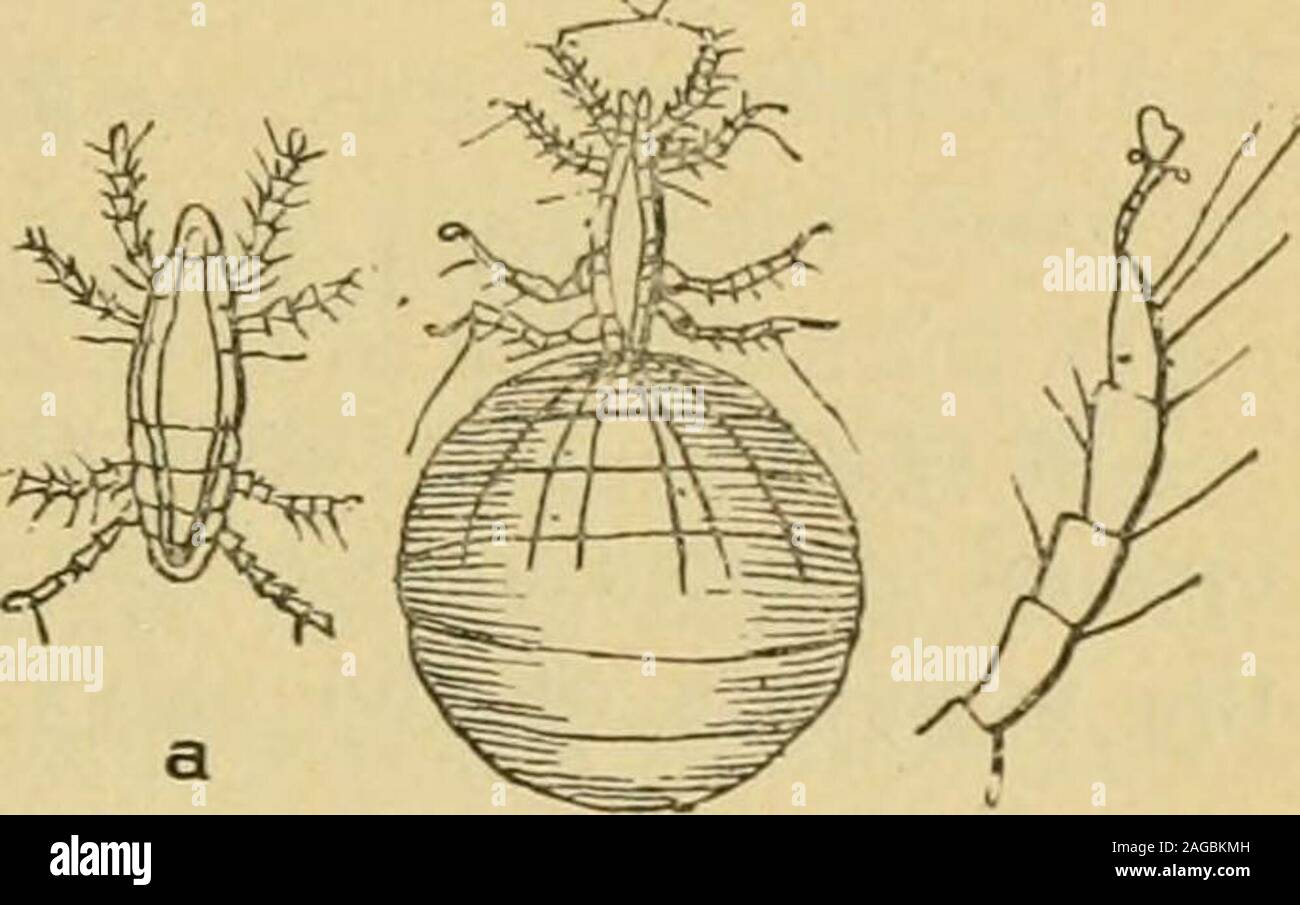 Grain mite hi-res stock photography and images - Alamy