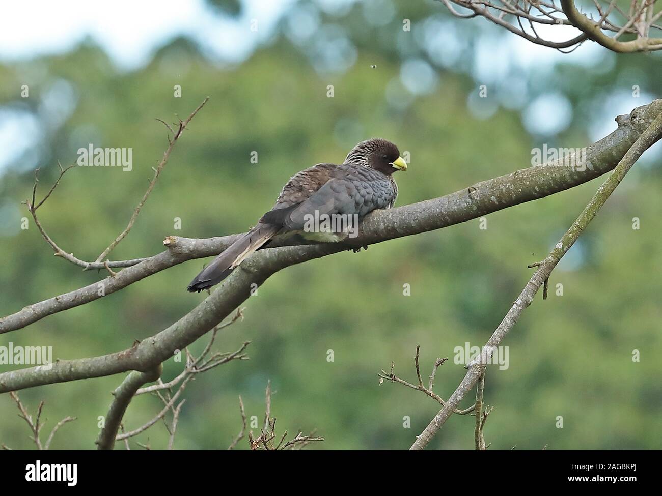 Eastern Plantain-eater (Crinifer zonurus) adult resting on branch Lake ...