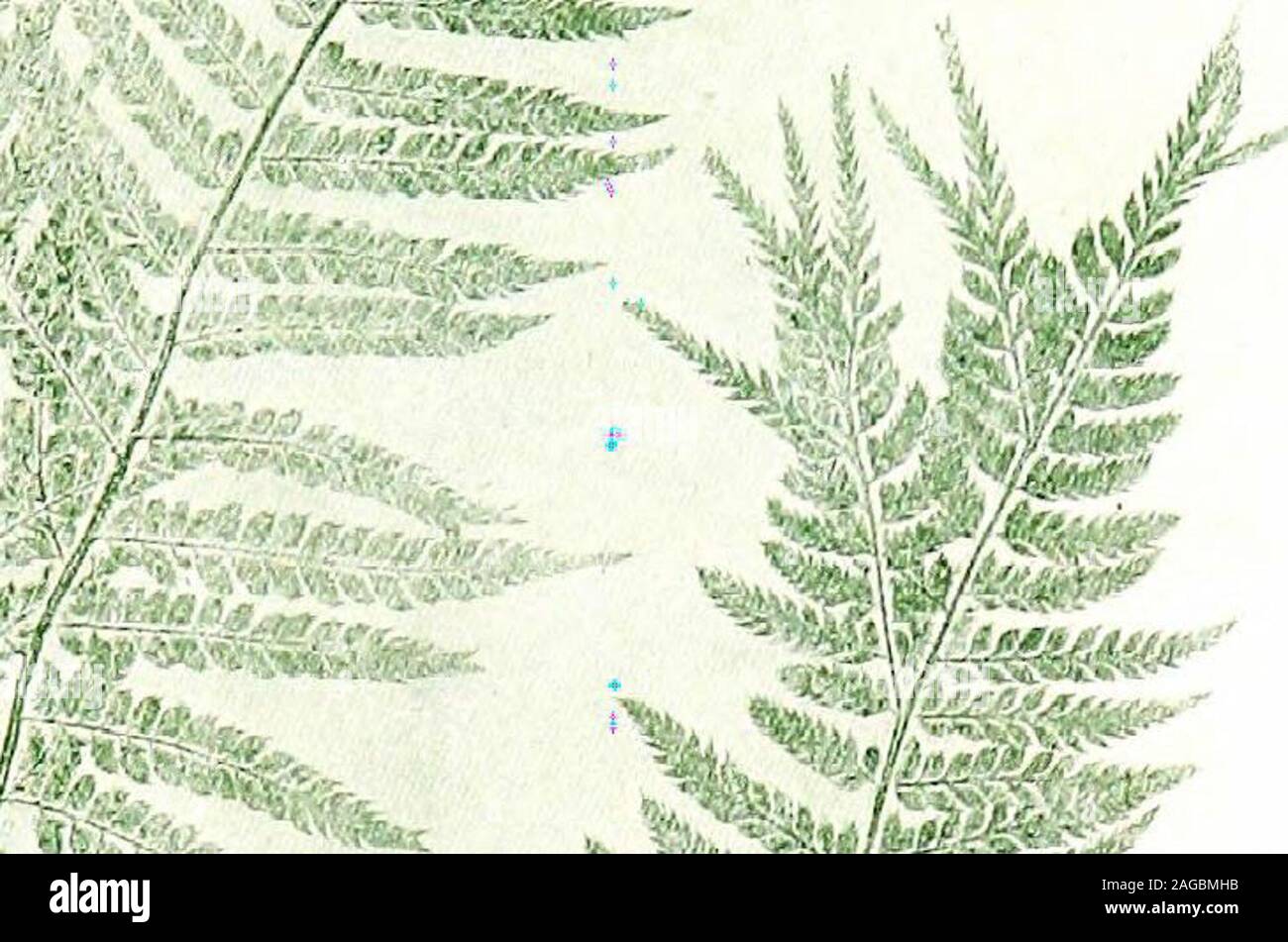 . British ferns and their varieties Stock Photo - Alamy