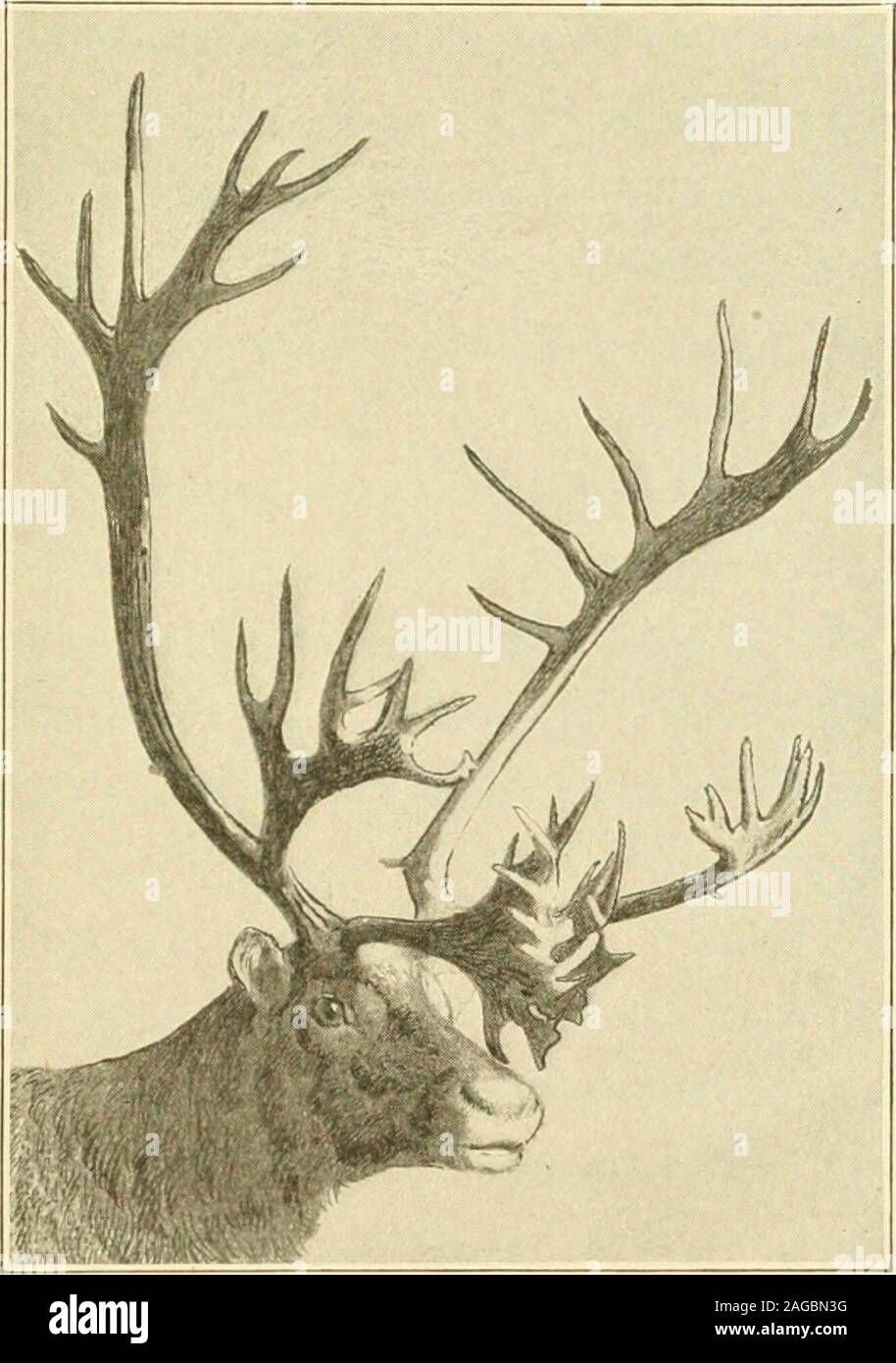 . The American natural history : a foundation of useful knowledge of ...