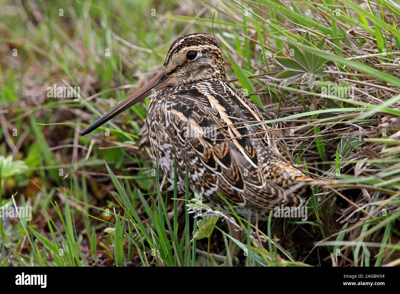 Great Snipe High Resolution Stock Photography and Images - Alamy