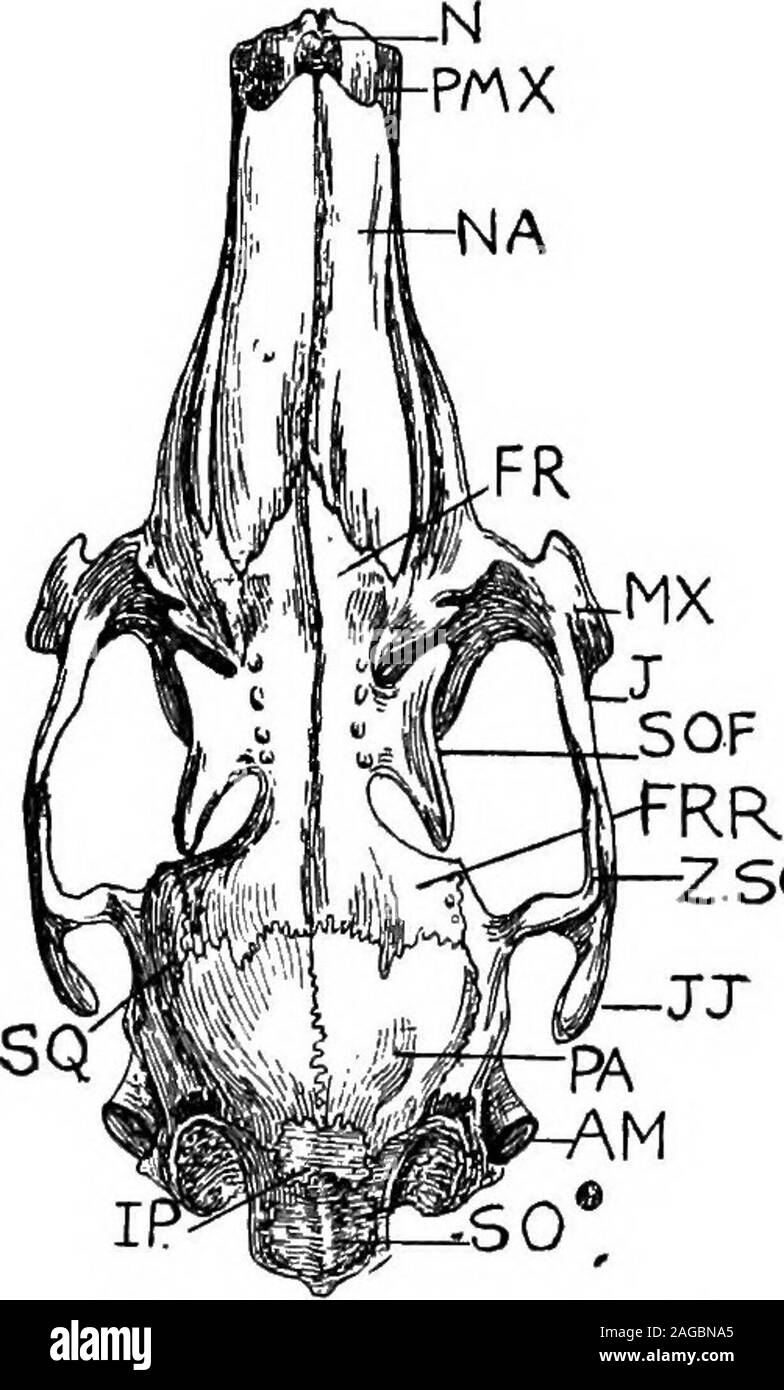 Foramen magnum hi-res stock photography and images - Alamy