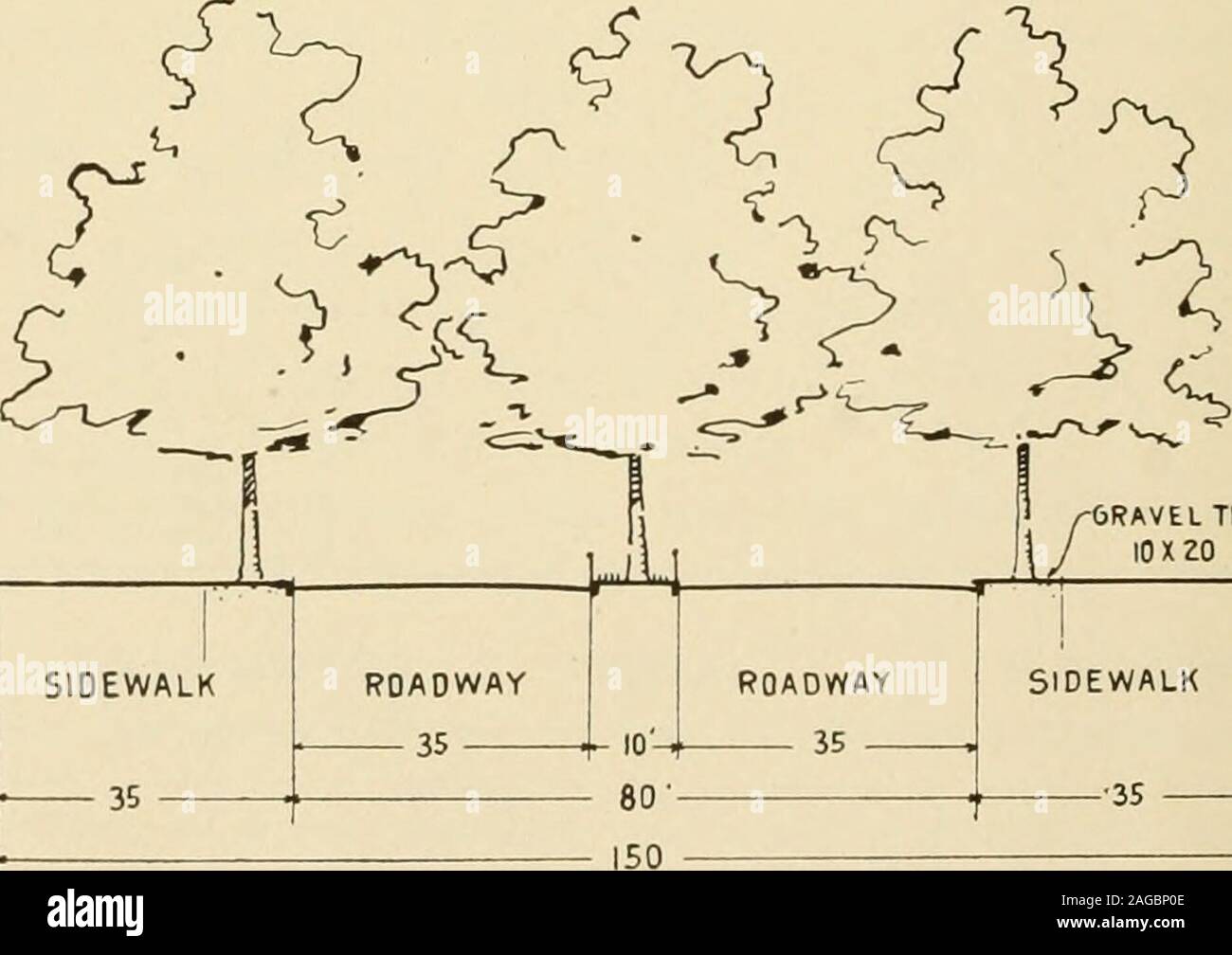 Street Types Of Trees