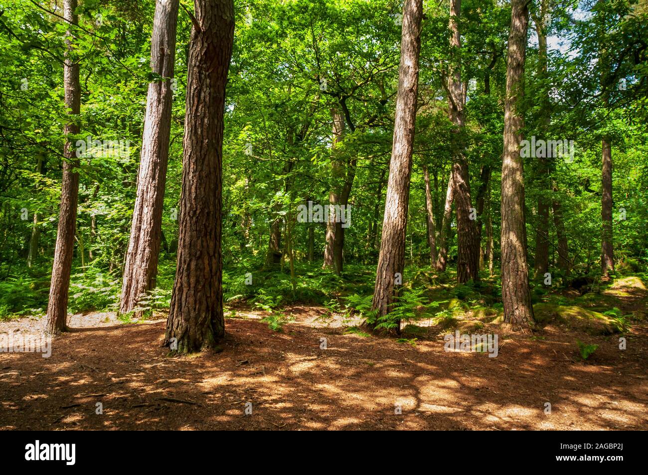Sunlit tree trunks at Padley Gorge near Grindleford, Peak District ...