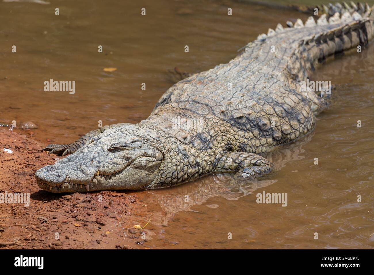 Closeup of a white crocodile crawling in a dirty river under sunlight ...