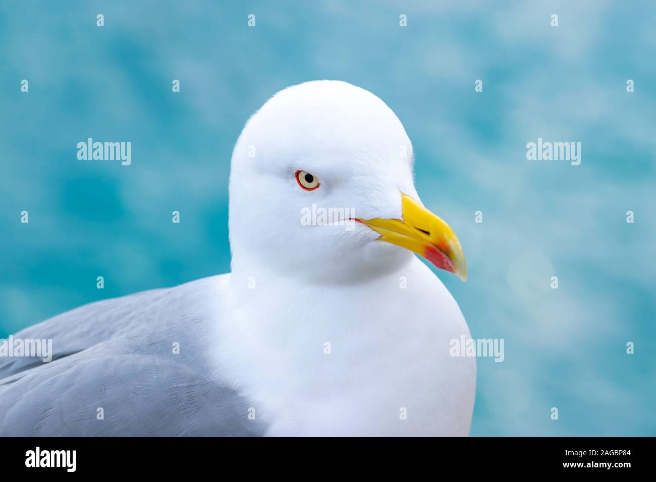 White with grey wings and yellow with red color beak seagull (larus ...
