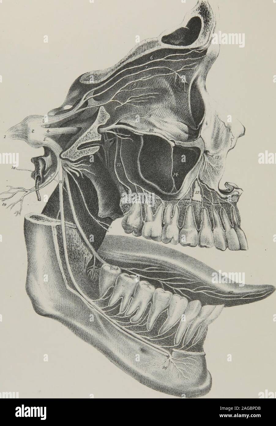 . The anatomy, physiology and pathology of the human teeth : with the ...