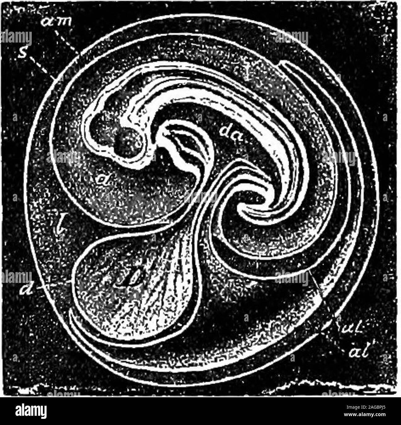 Amniotic Folds High Resolution Stock Photography and Images - Alamy