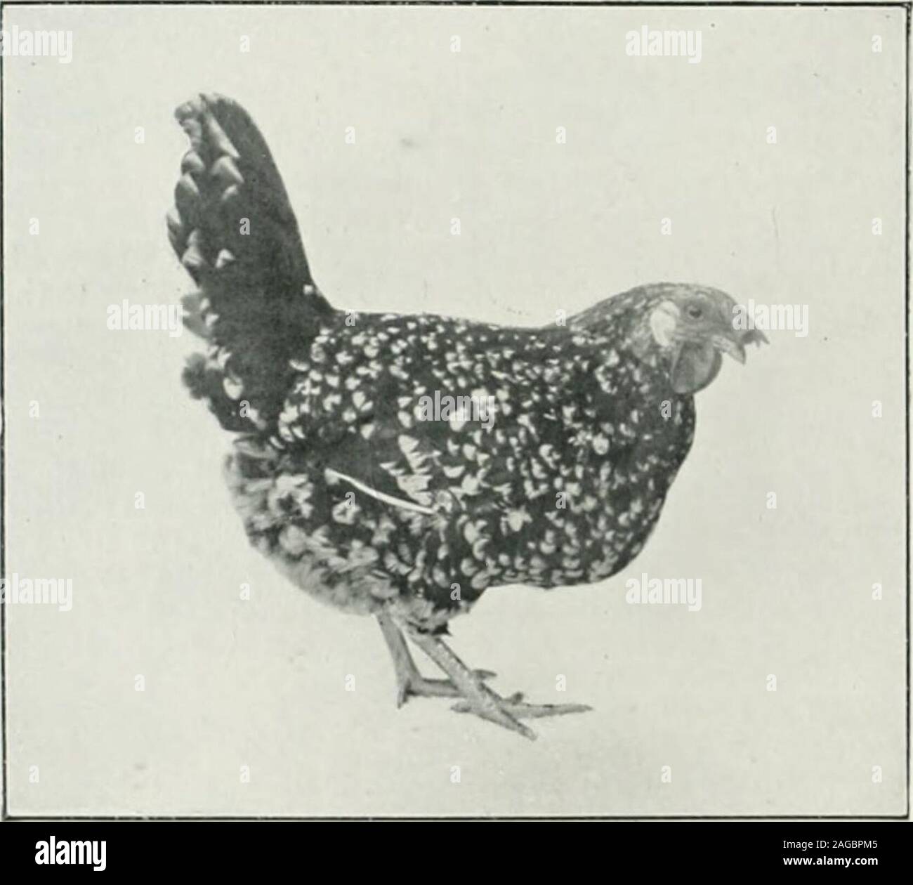 Mottled skin markings hi-res stock photography and images - Alamy