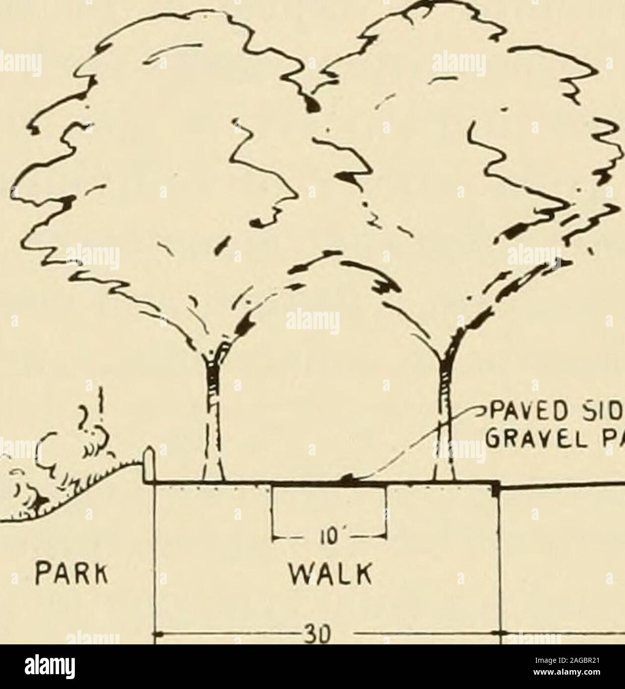 Street Types Of Trees