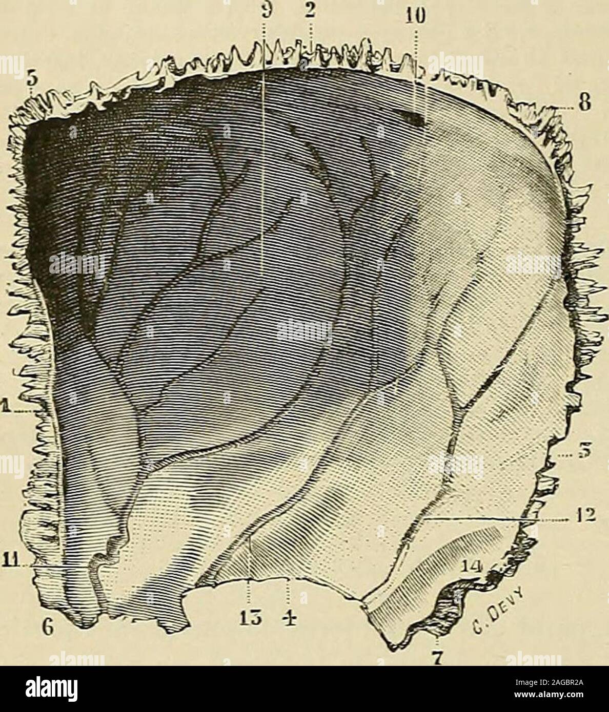 Anatomie du cerveau parietal hi-res stock photography and images - Alamy