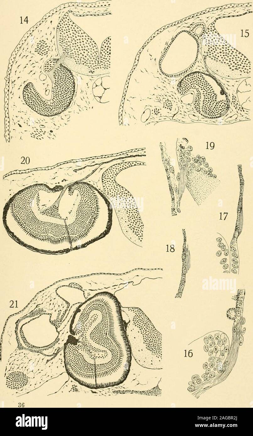 Optic nerve fibers hi-res stock photography and images - Alamy