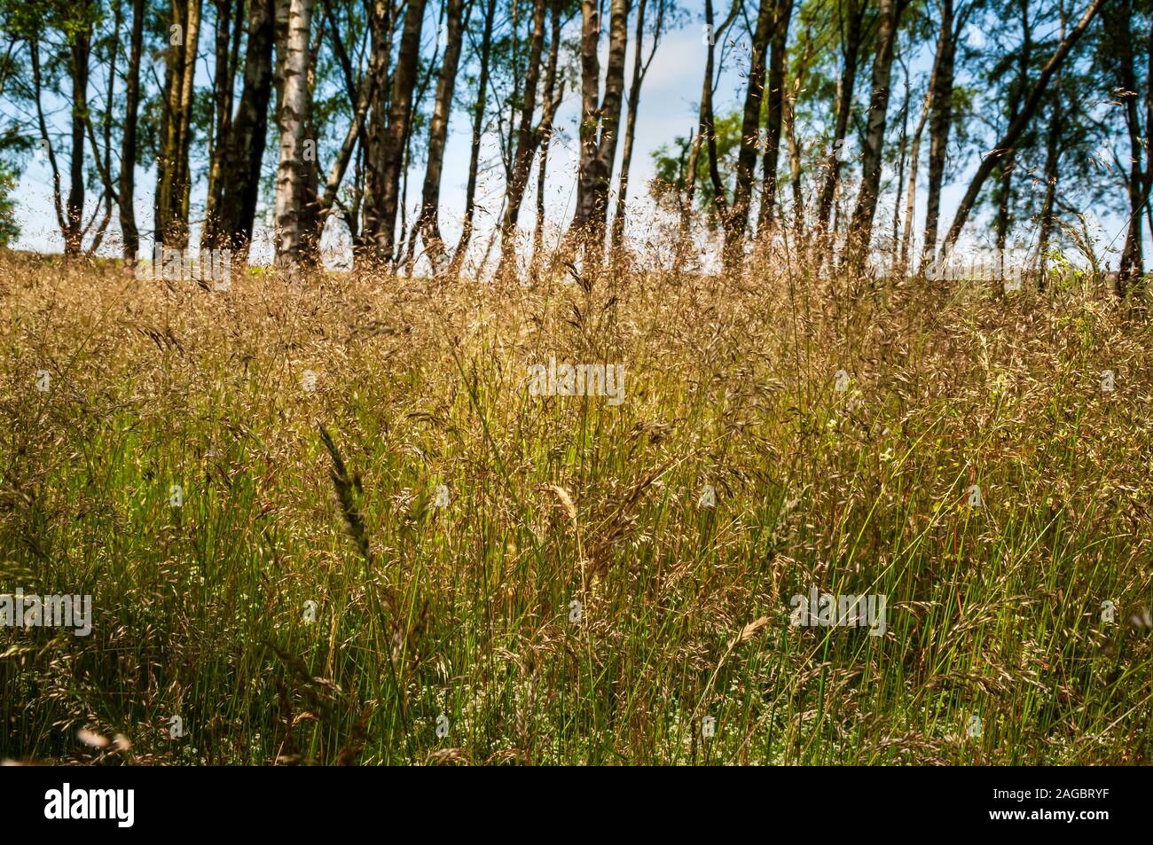 Long grass and silver birch trees in bright sunshine in Lawrence Field ...
