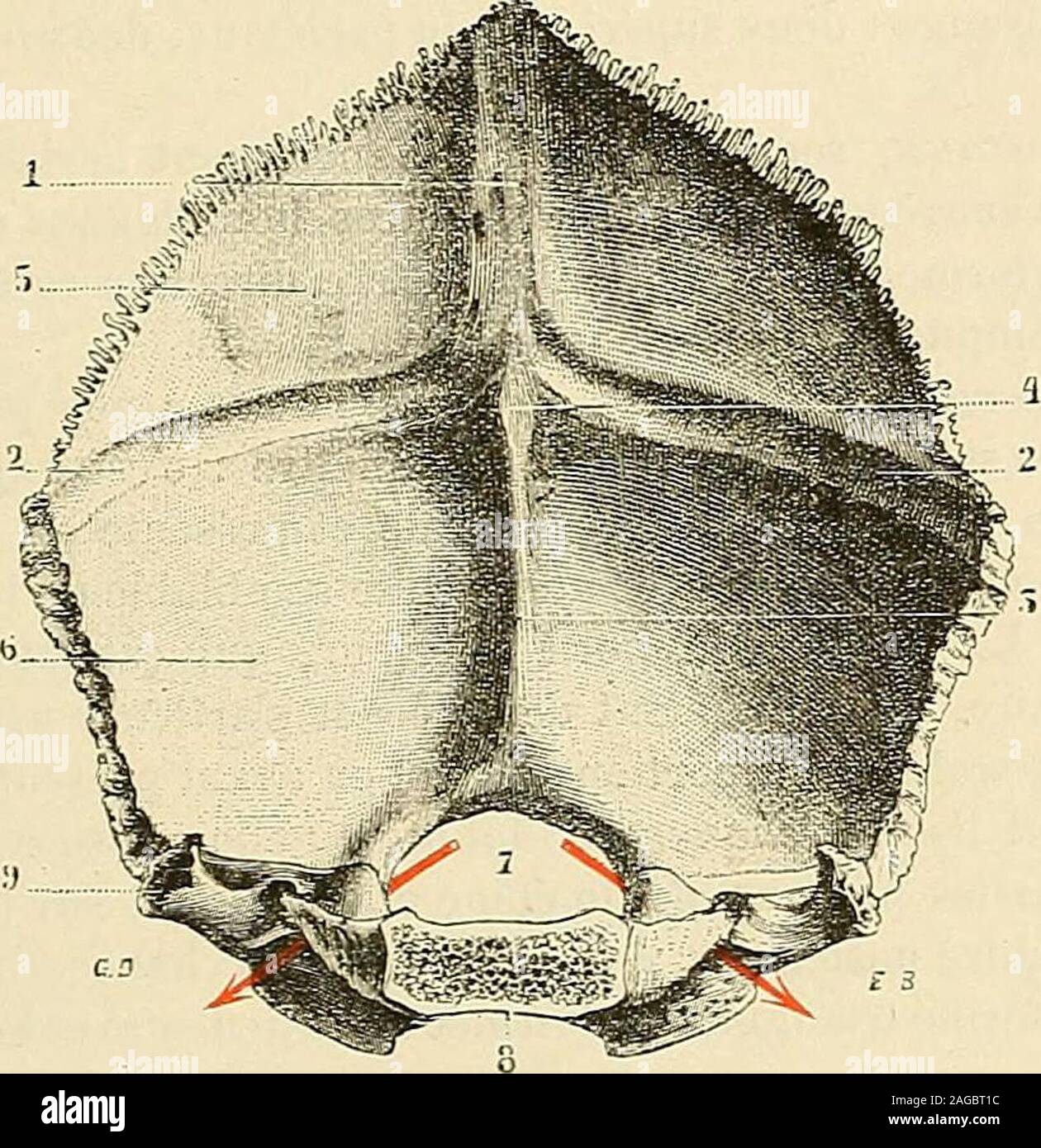 Os du crâne hi-res stock photography and images - Alamy