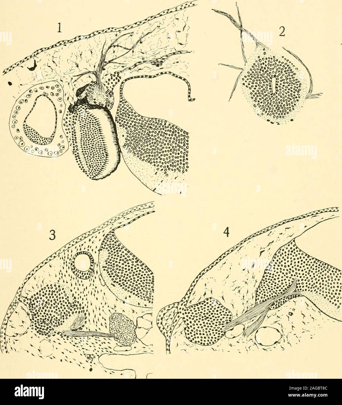 . The American journal of anatomy. which the eye was trans-planted ...