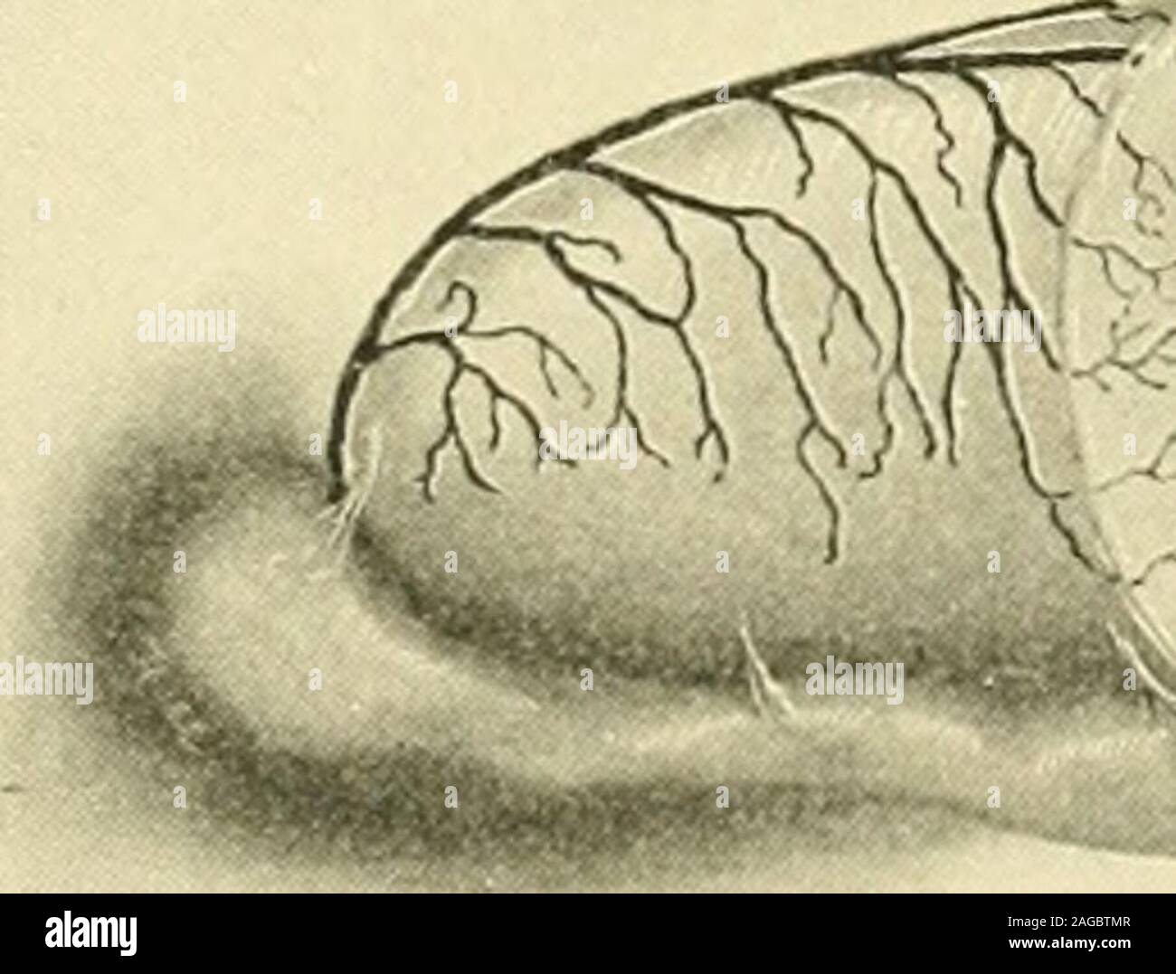 . The American journal of anatomy. ^. Fig. 13. Fig. 13a shows the left ...