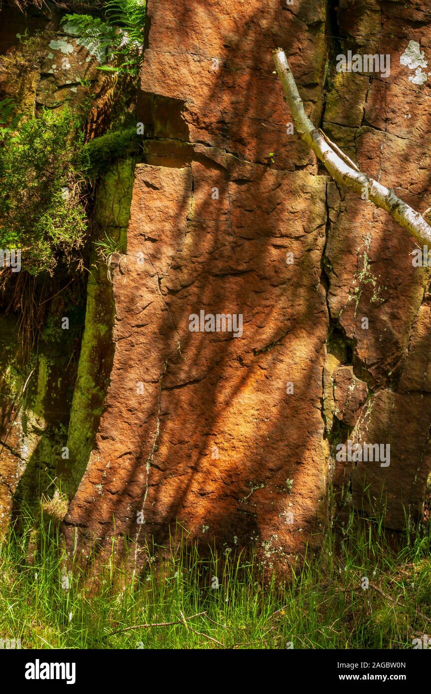 Orange-stained gritstone faces in bright sunshine silver birch trees in ...