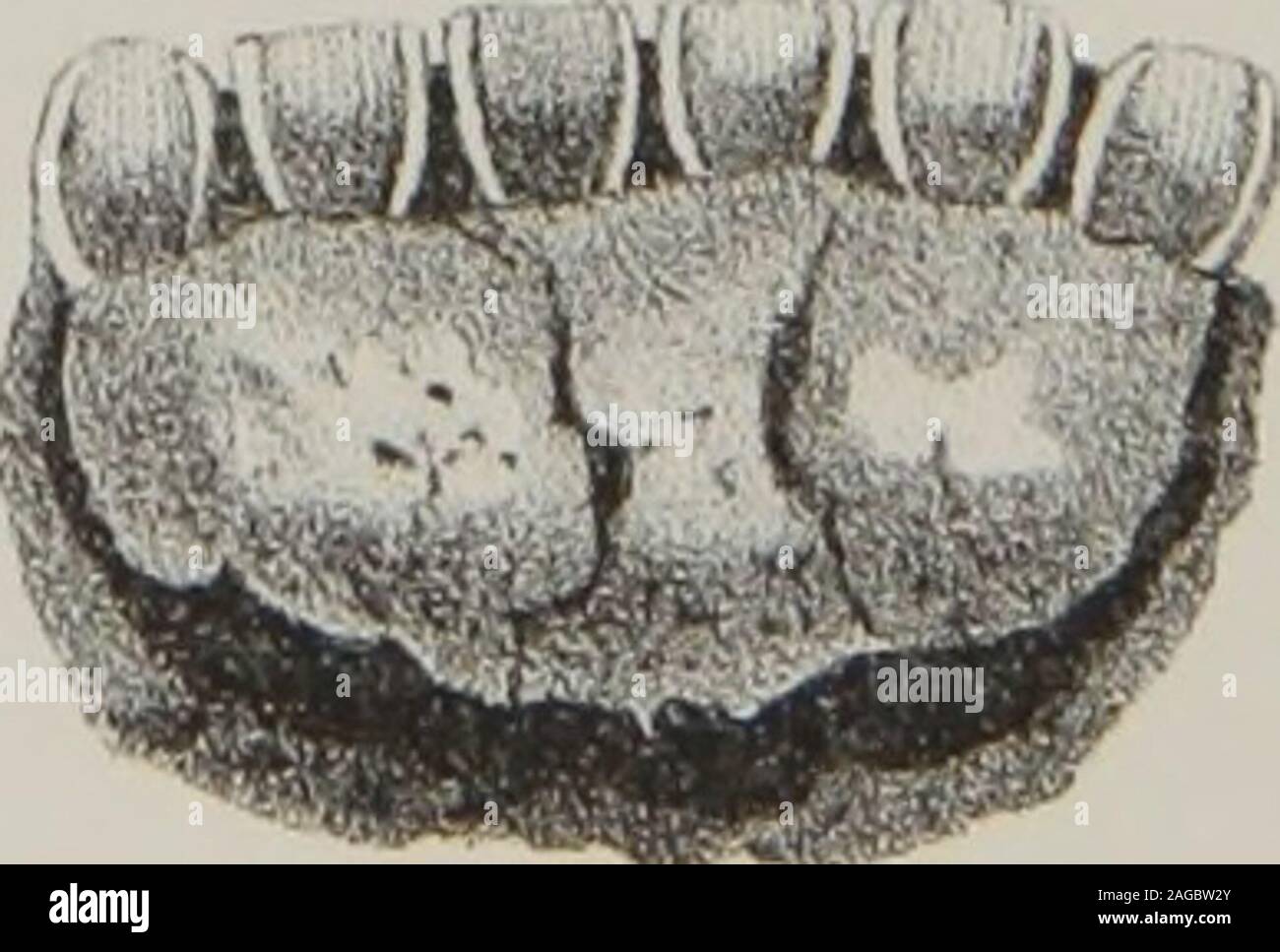 . The anatomy, physiology and pathology of the human teeth : with the ...