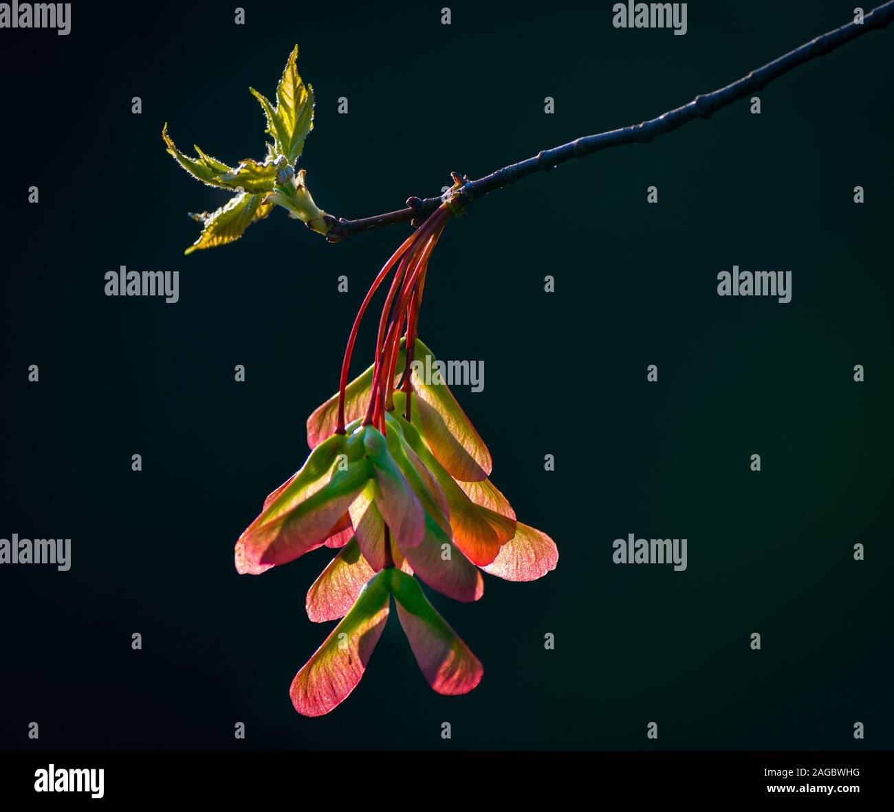 Maturing seeds (called samaras) and emerging leaves of red maple (Acer ...