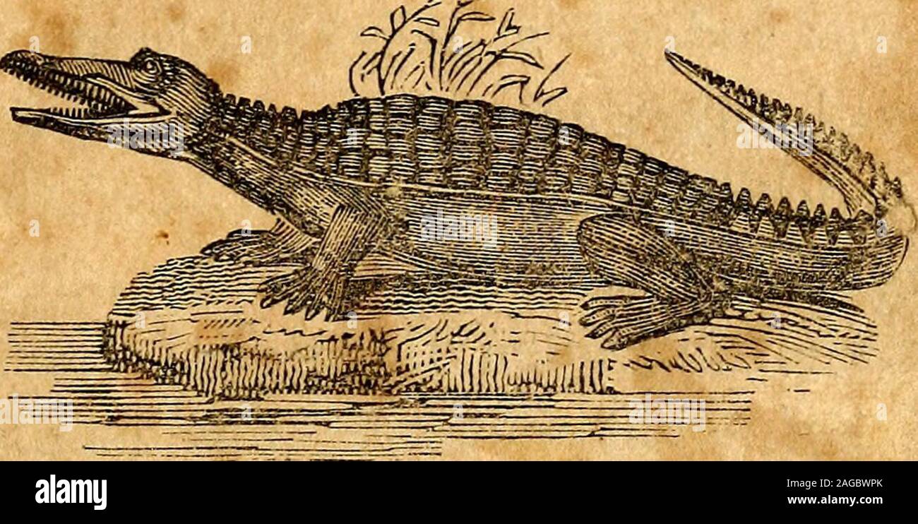 . Peter Parley's tales about Asia : with a map and numerous engravings ...