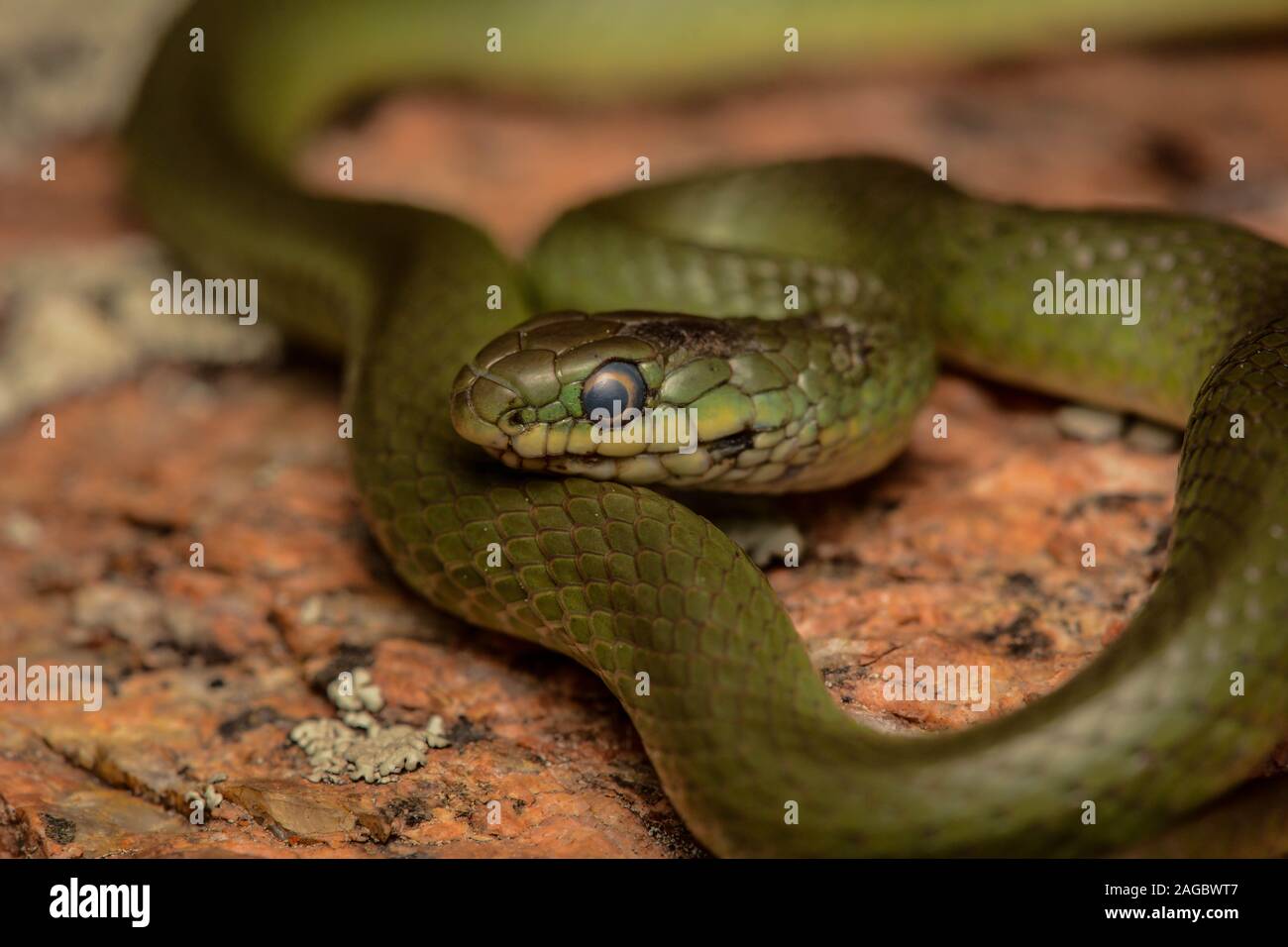 A Smooth Greensnake (Opheodrys vernalis) covered in skin lesions near a ...