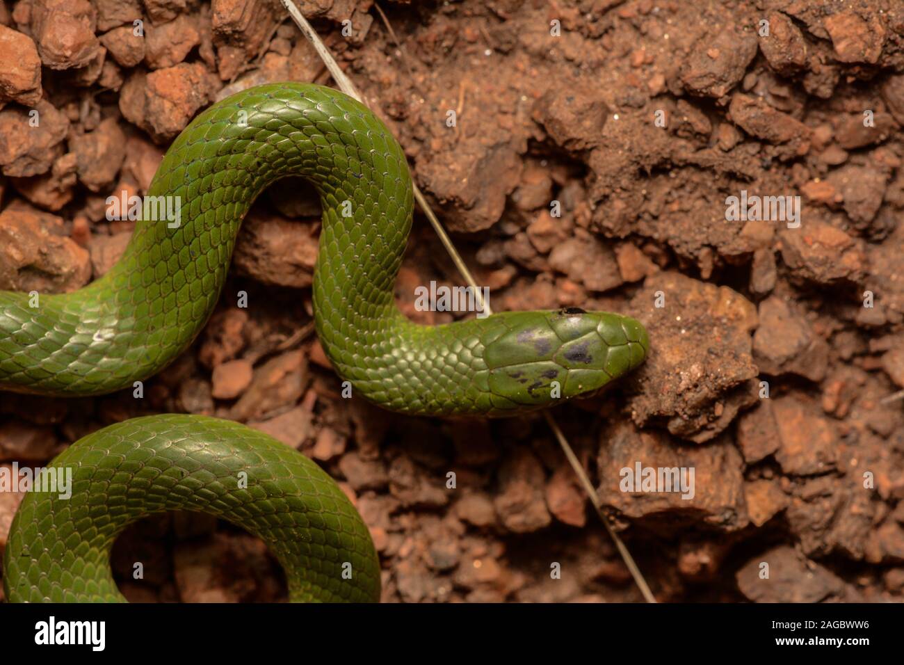 Smooth green snake opheodrys vernalis hi-res stock photography and ...